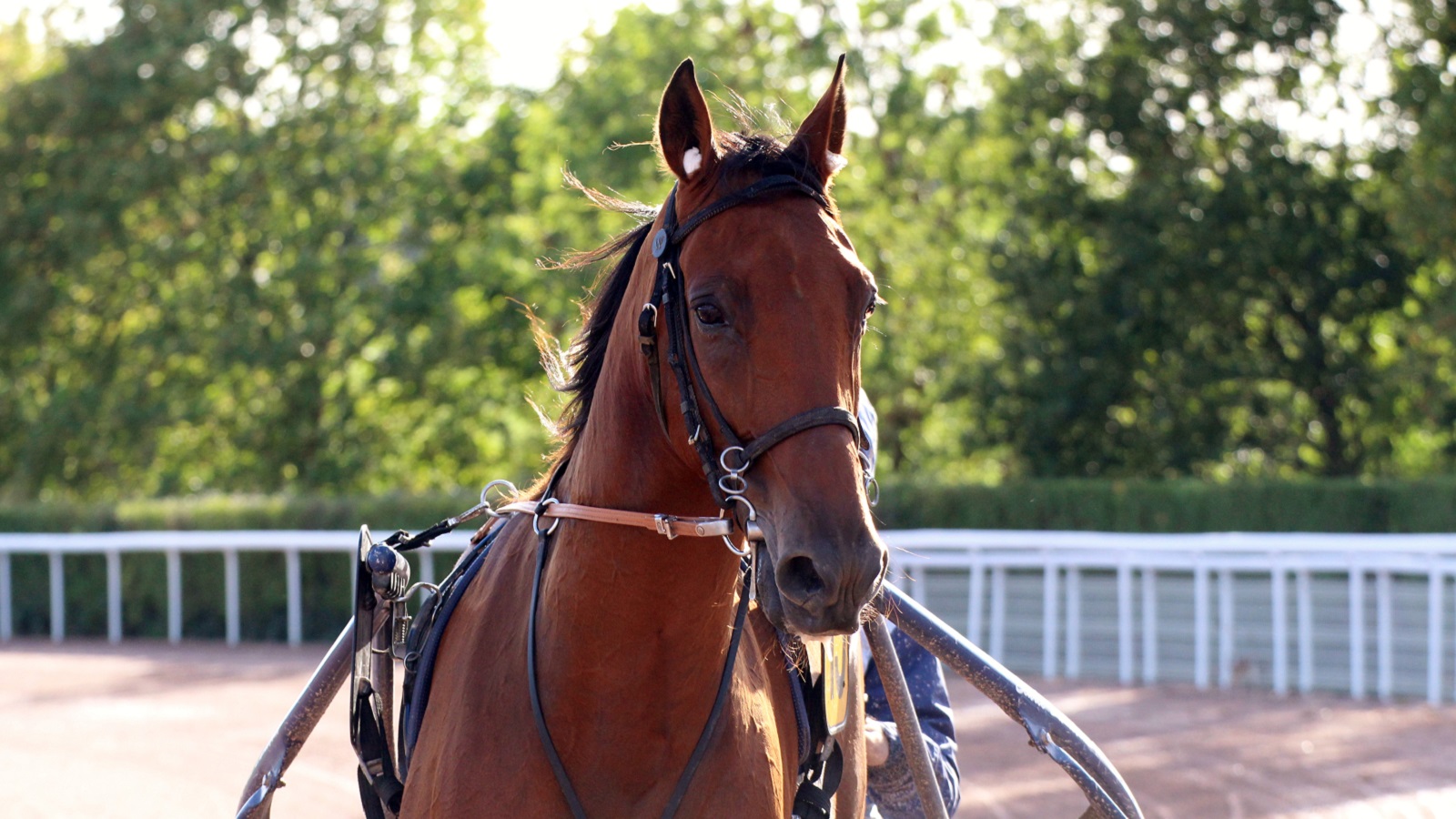 Cheval du jour - Pronostics pour les courses PMU