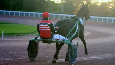 Cheval du jour