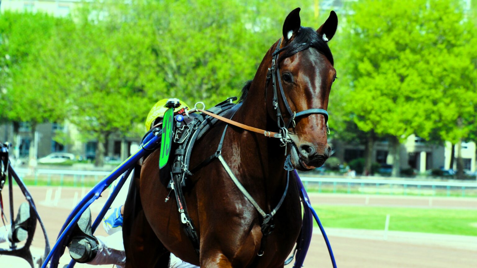 Pronostic Pmu Du Jour 4 Bases Pour Le Quinté Du 12 Juillet 2024
