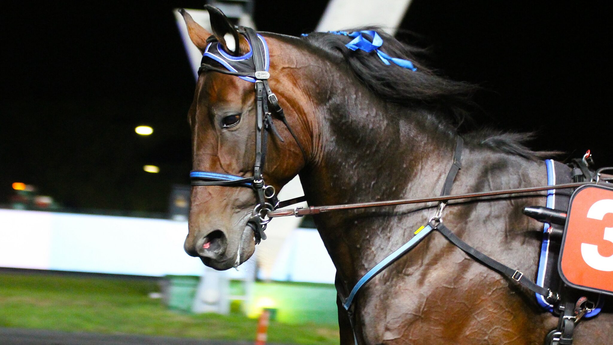 Pronostic Quinté du vendredi 15/11/2024 au PMU • Base • Tocard