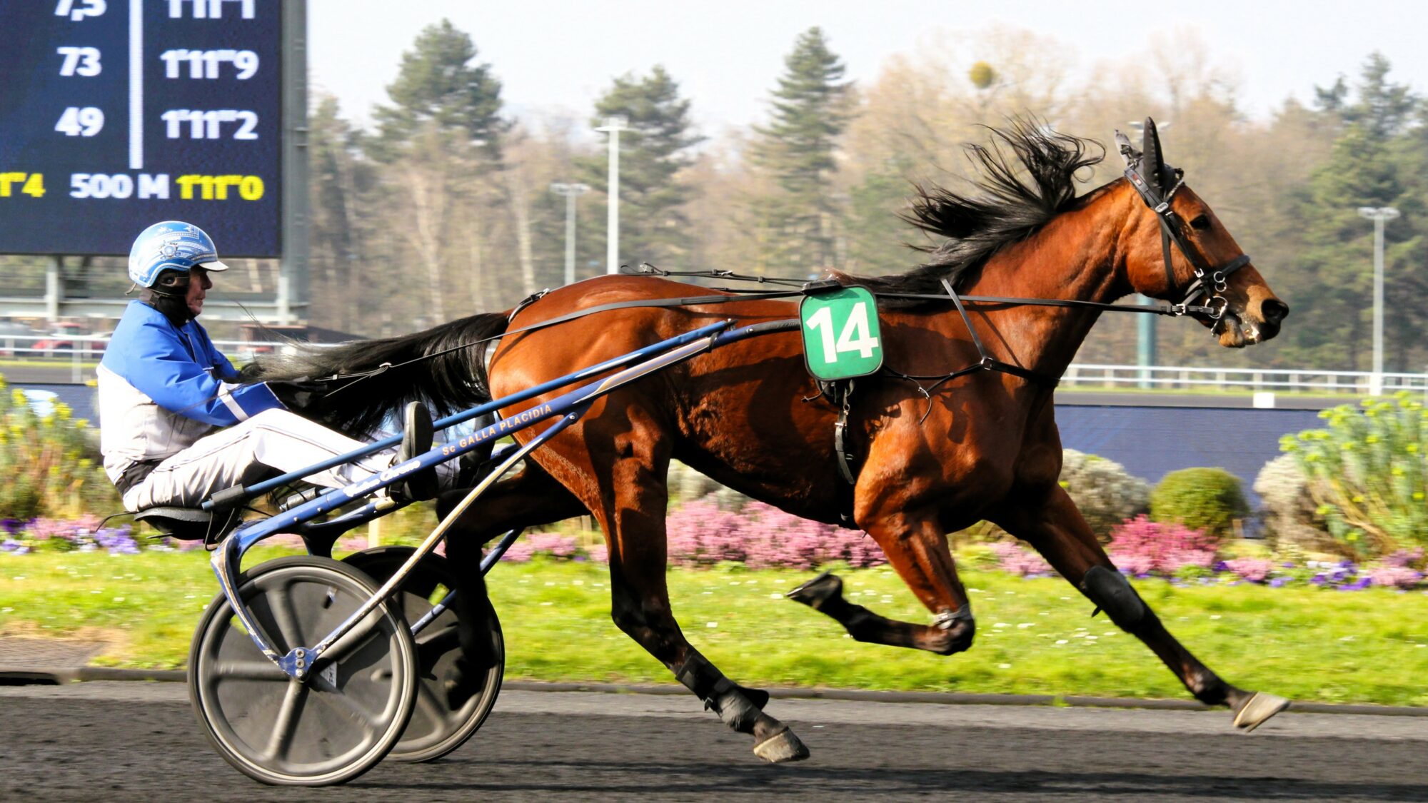 Pronostic Quinté du dimanche 01/12/2024 au PMU • Base • Tocard