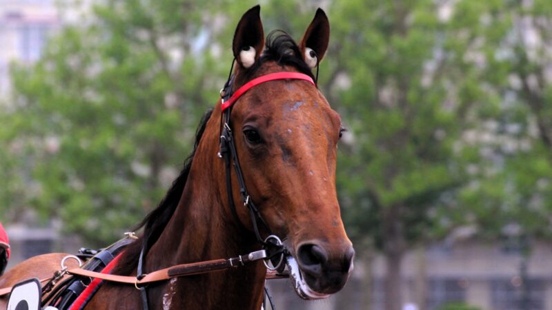 Résultat Pmu Du Jour Quinté Du Vendredi 11 Juillet 2025